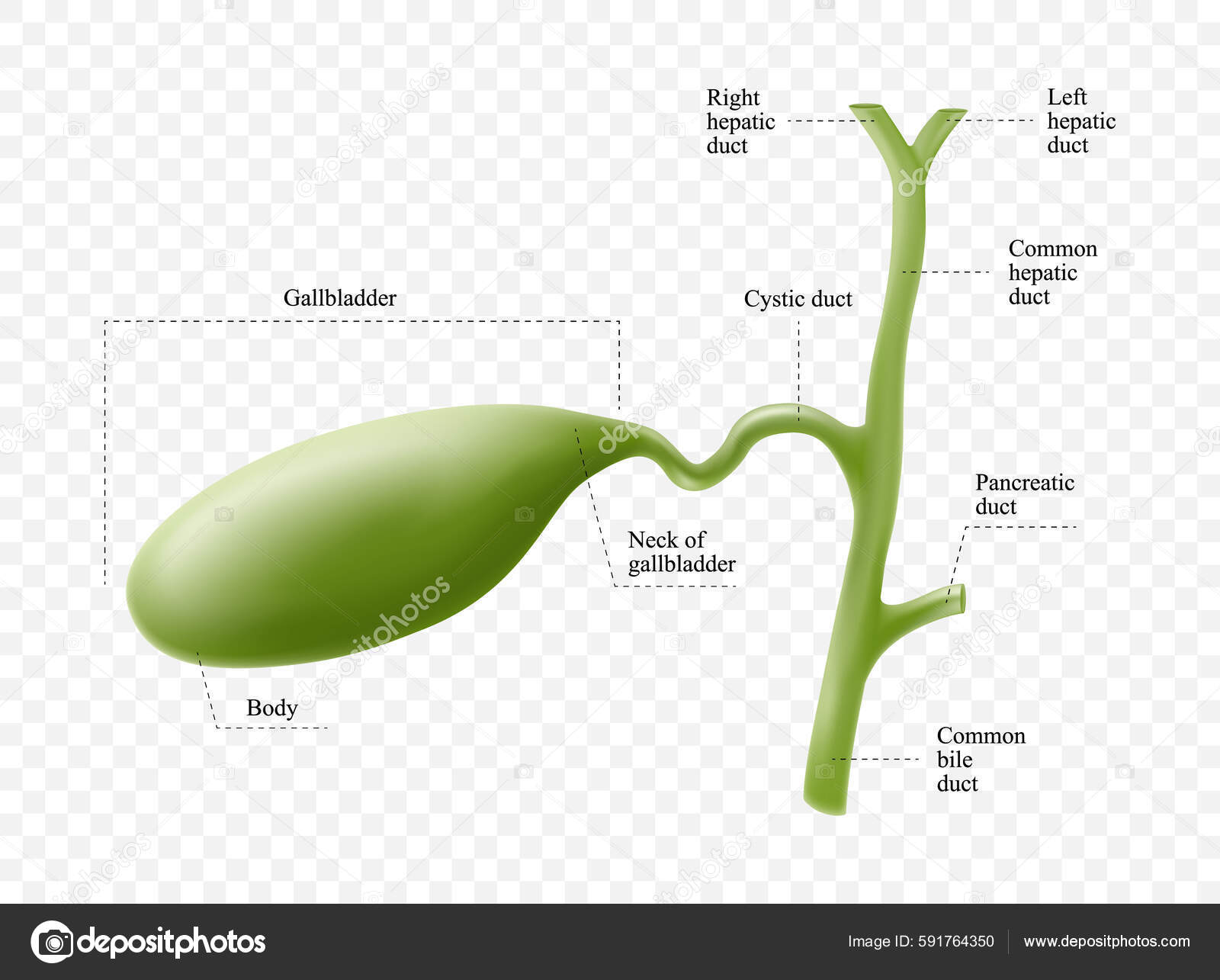 Gall Bladder Structure