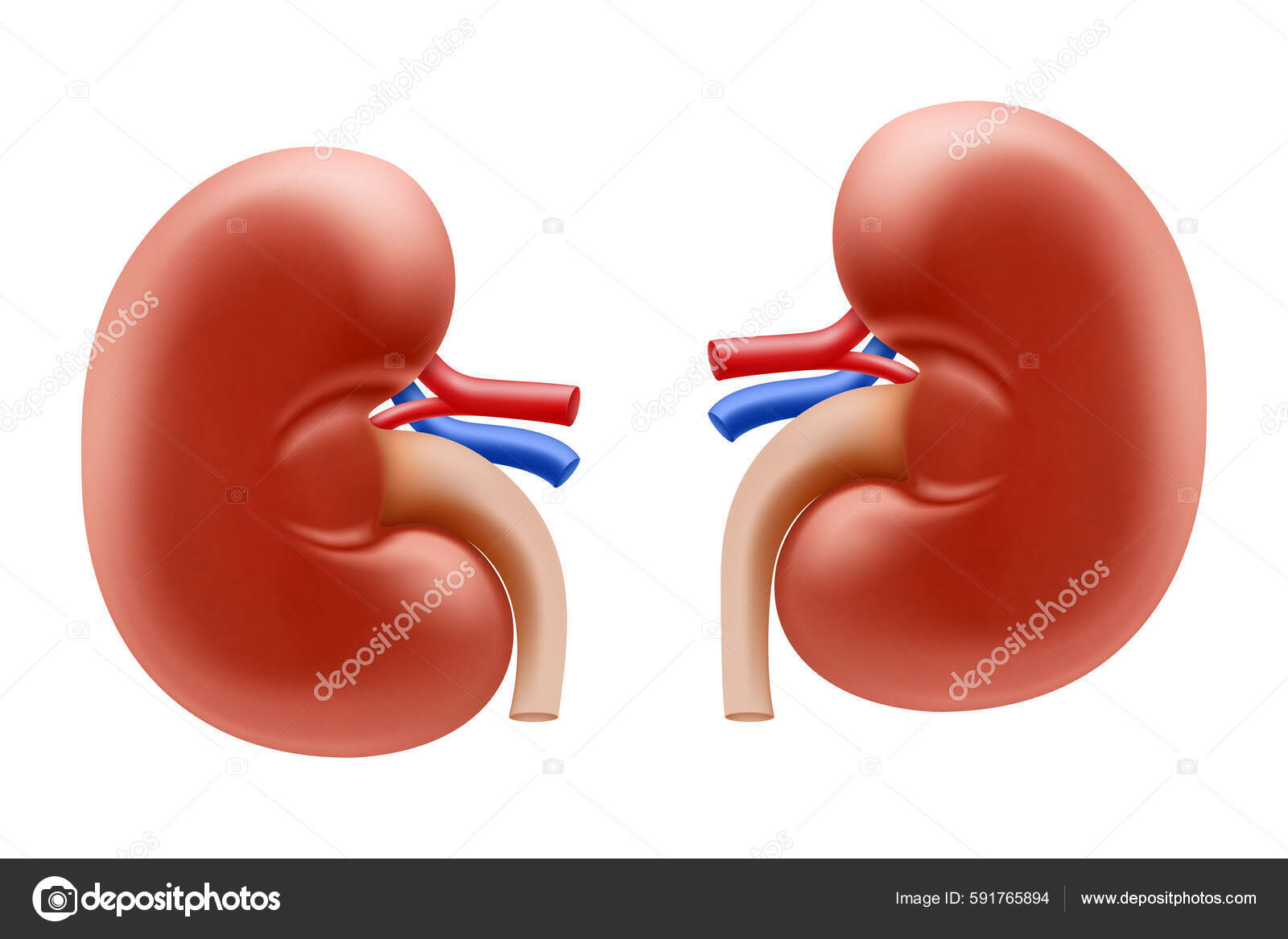 Realistic Detailed 3d Kidney Human Internal Organs Kidneys Internal