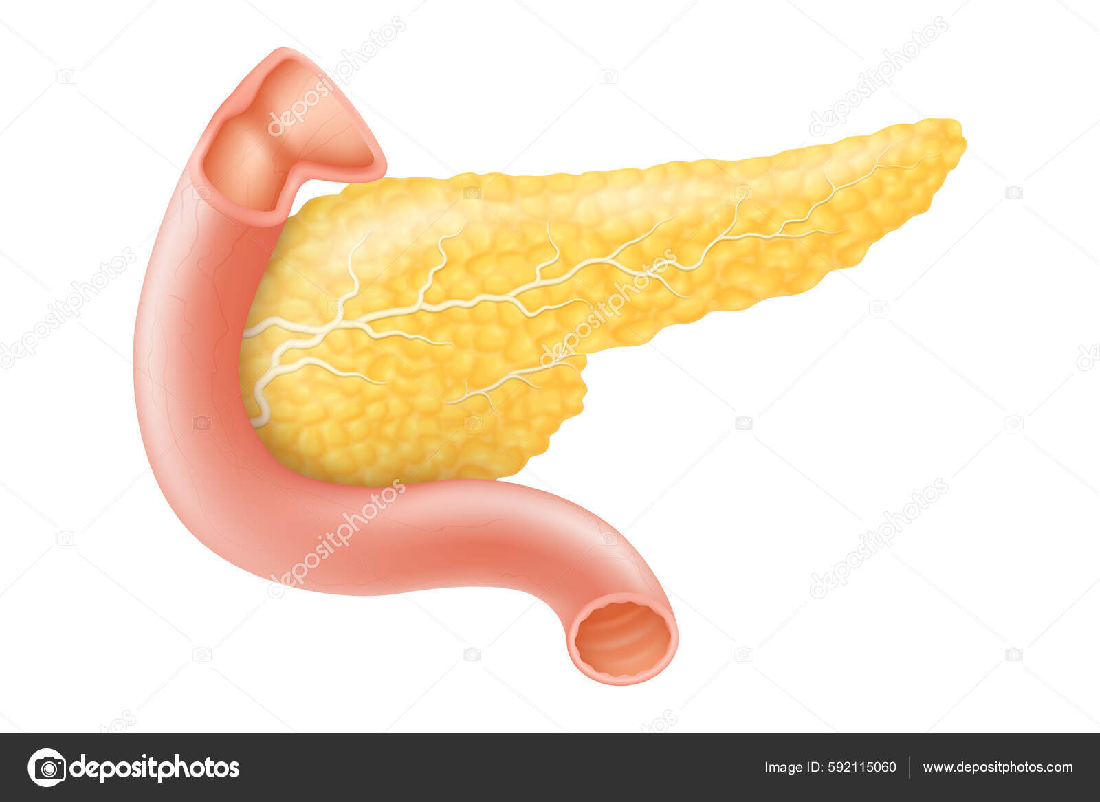 Pancreas Human Internal Organ Anatomy Vector Illustration White ...