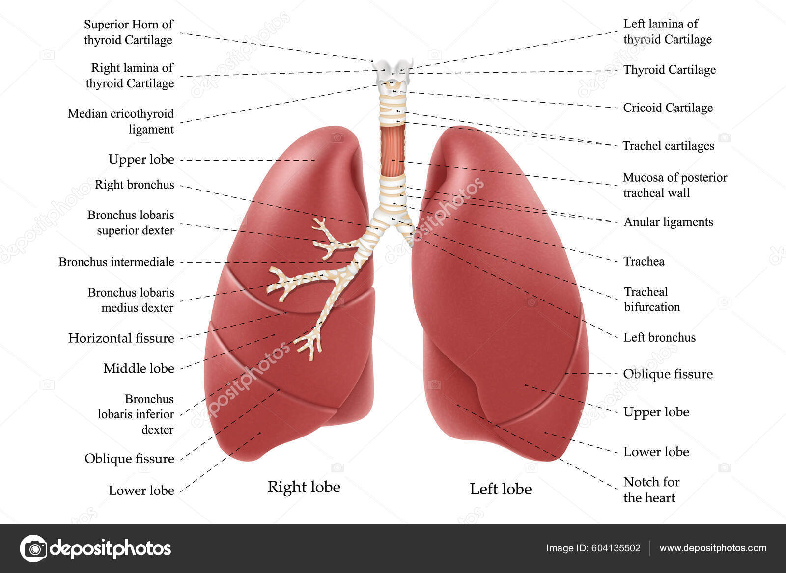 Lungs Anatomy Inscription Internal Organs Human Body Isolated White ...
