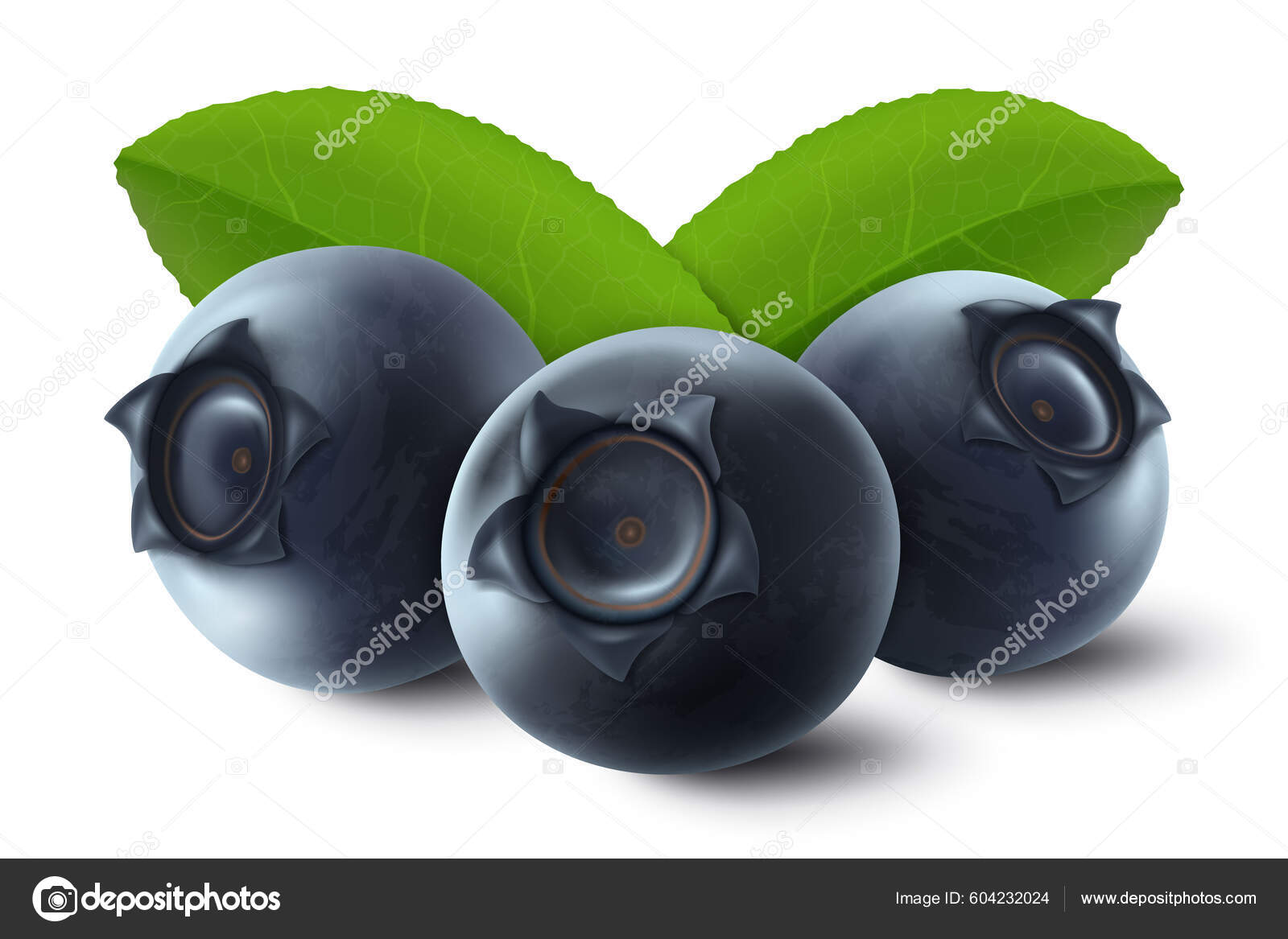 Vector Realistic Raw Blueberry Green Leaves Isolated White Background ...