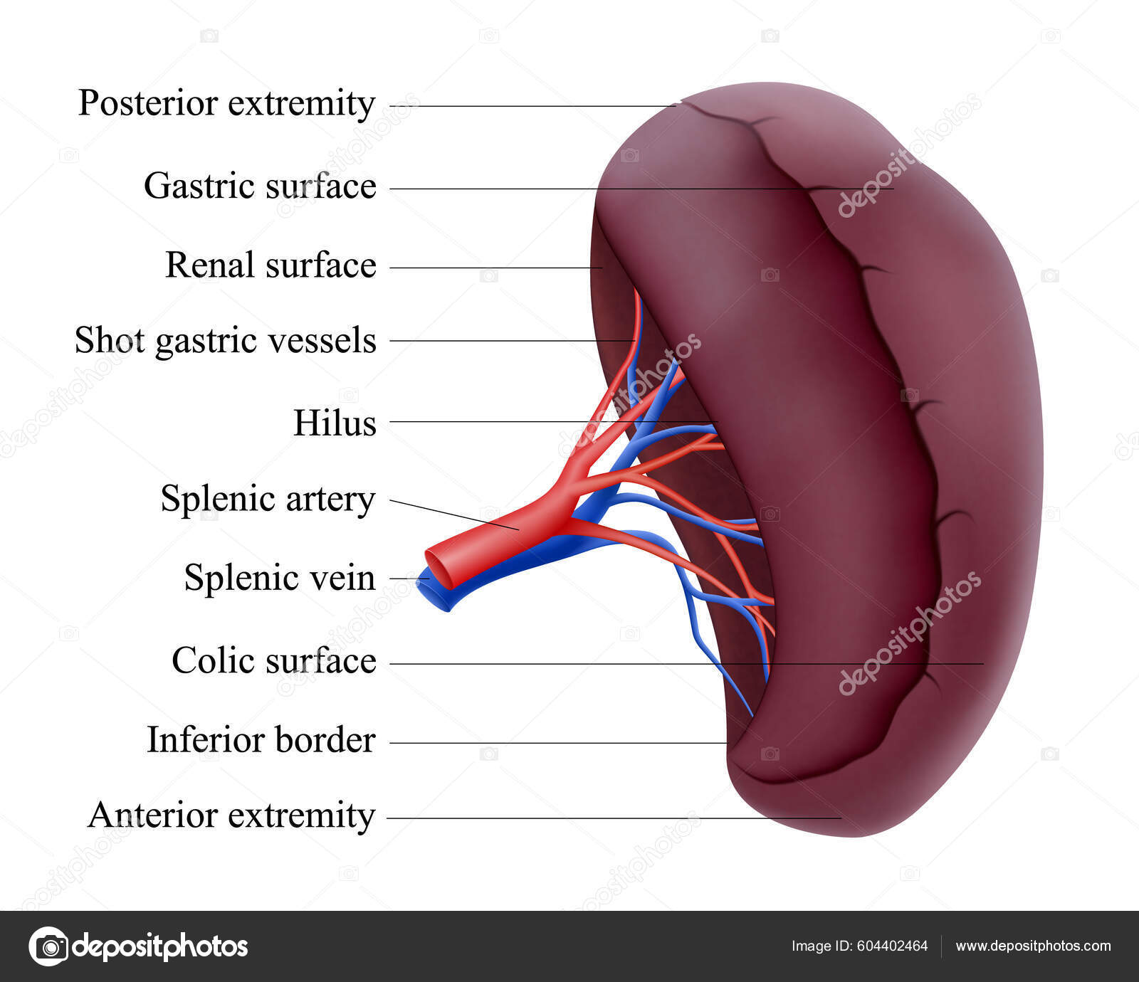 Anatomia Baço Humano Órgão Parenquimatoso Não Pareado Cavidade ...