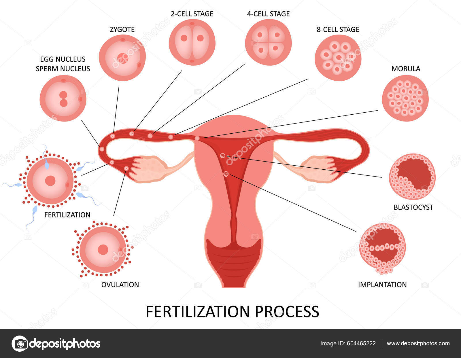Female Reproductive System Fertilization Process Anatomy And