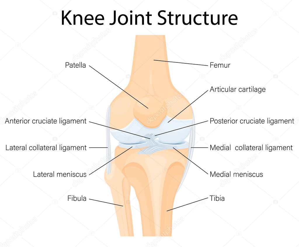 Human Knee joint anatomy. Ligaments of the knee. Anterior and Posterior ...