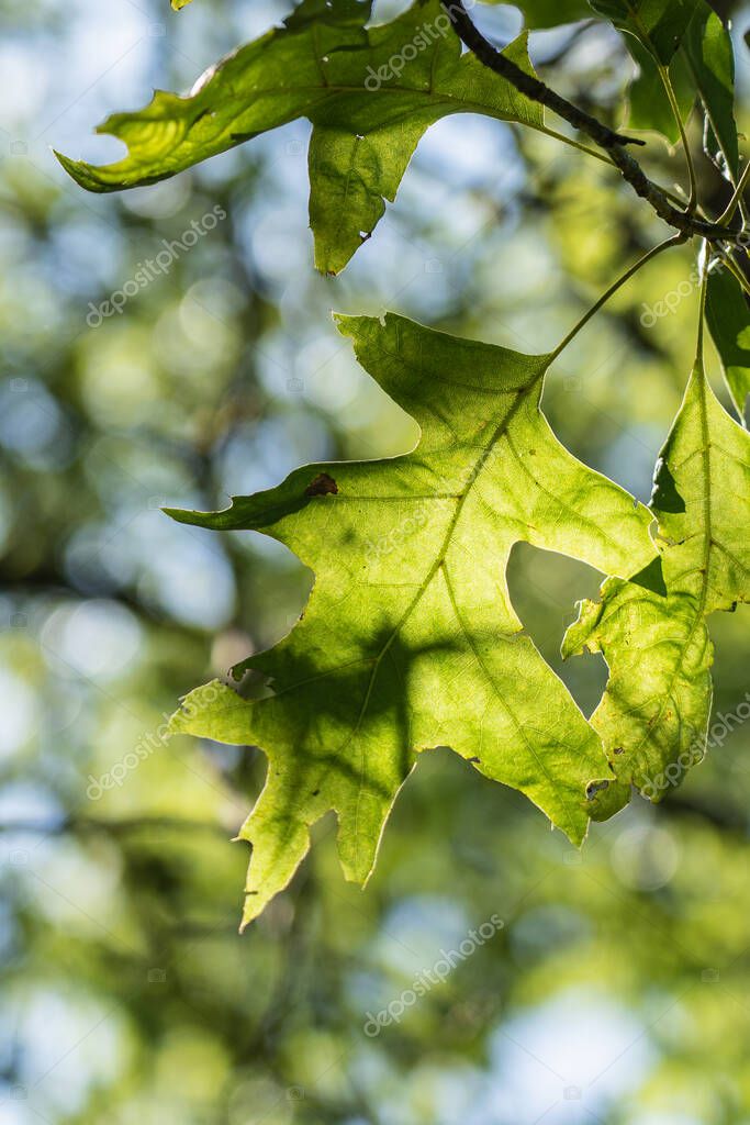 luz del sol brillando a través de una hoja de roble verde en el árbol ...