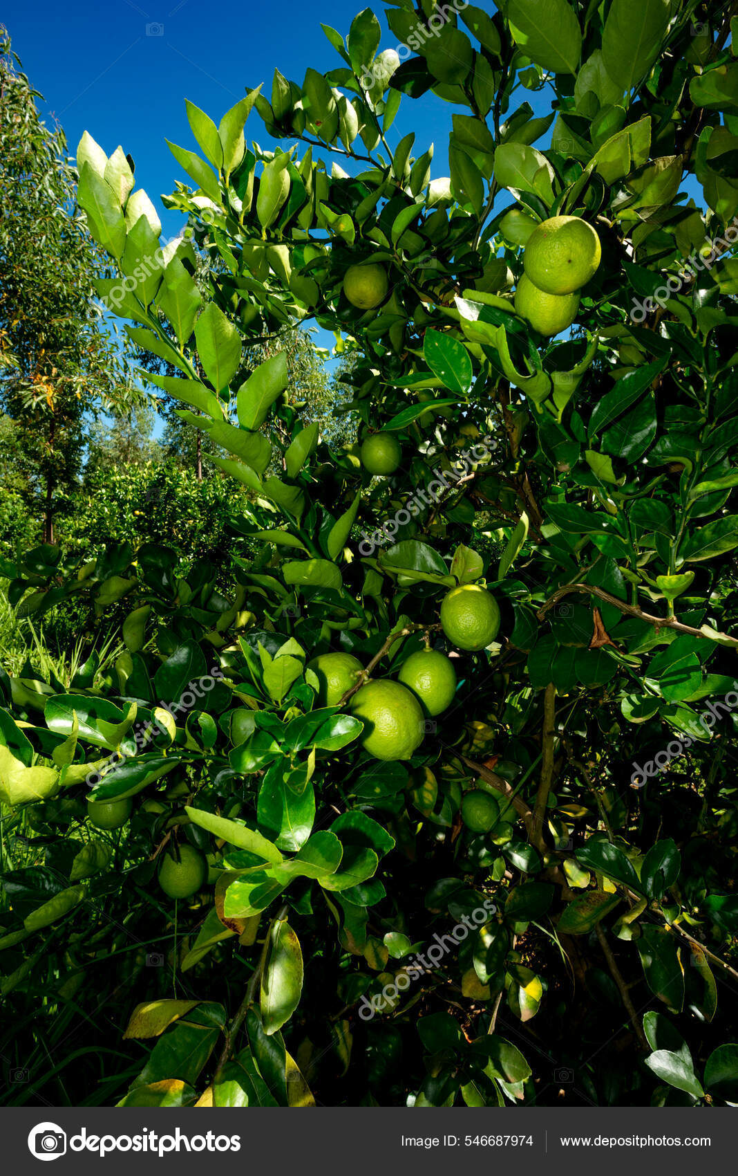 Agroforestry System Limes Tree Harvest Stock Photo by ©henrique_ferrera ...