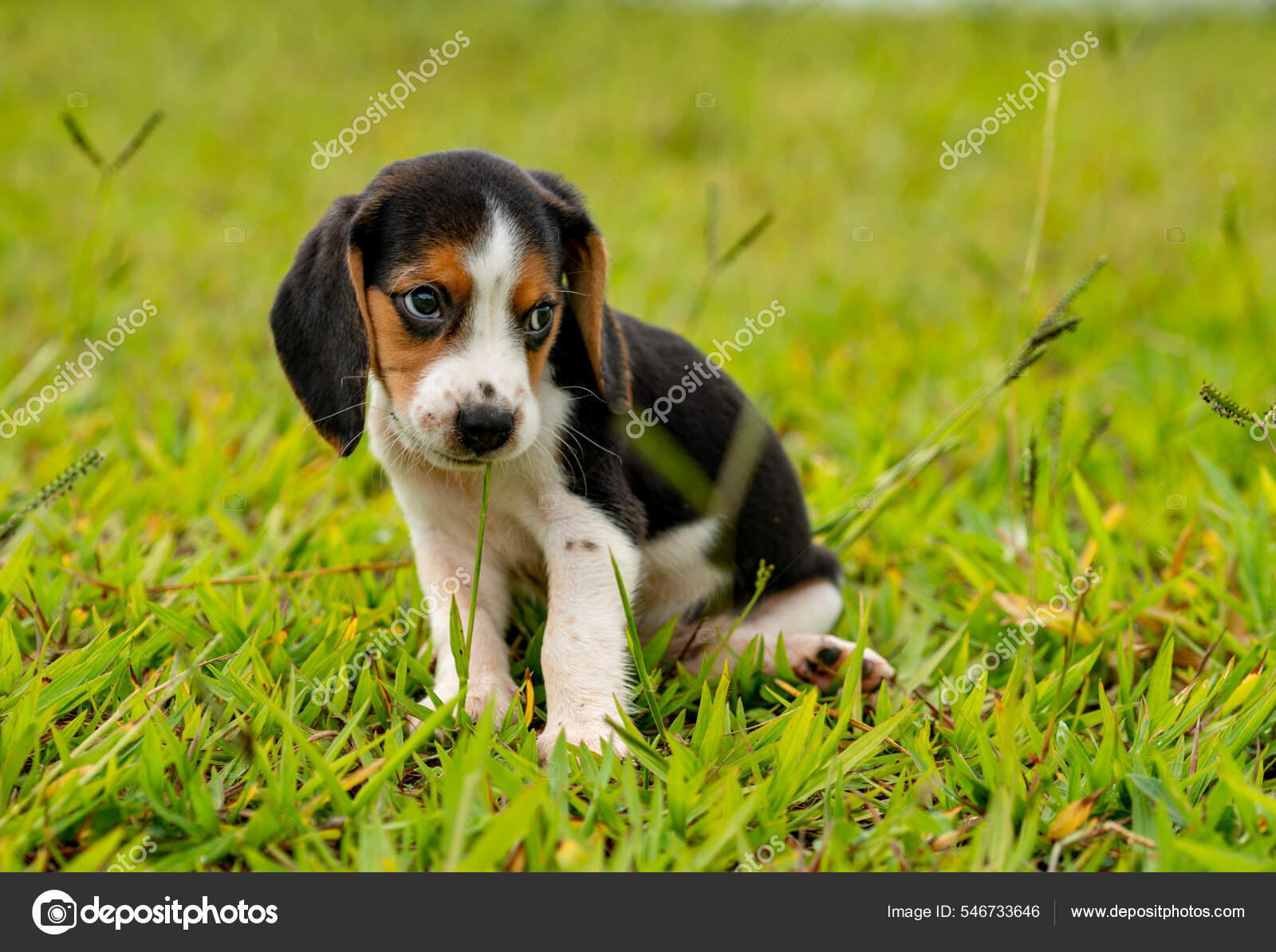 Sad Beagle Puppy