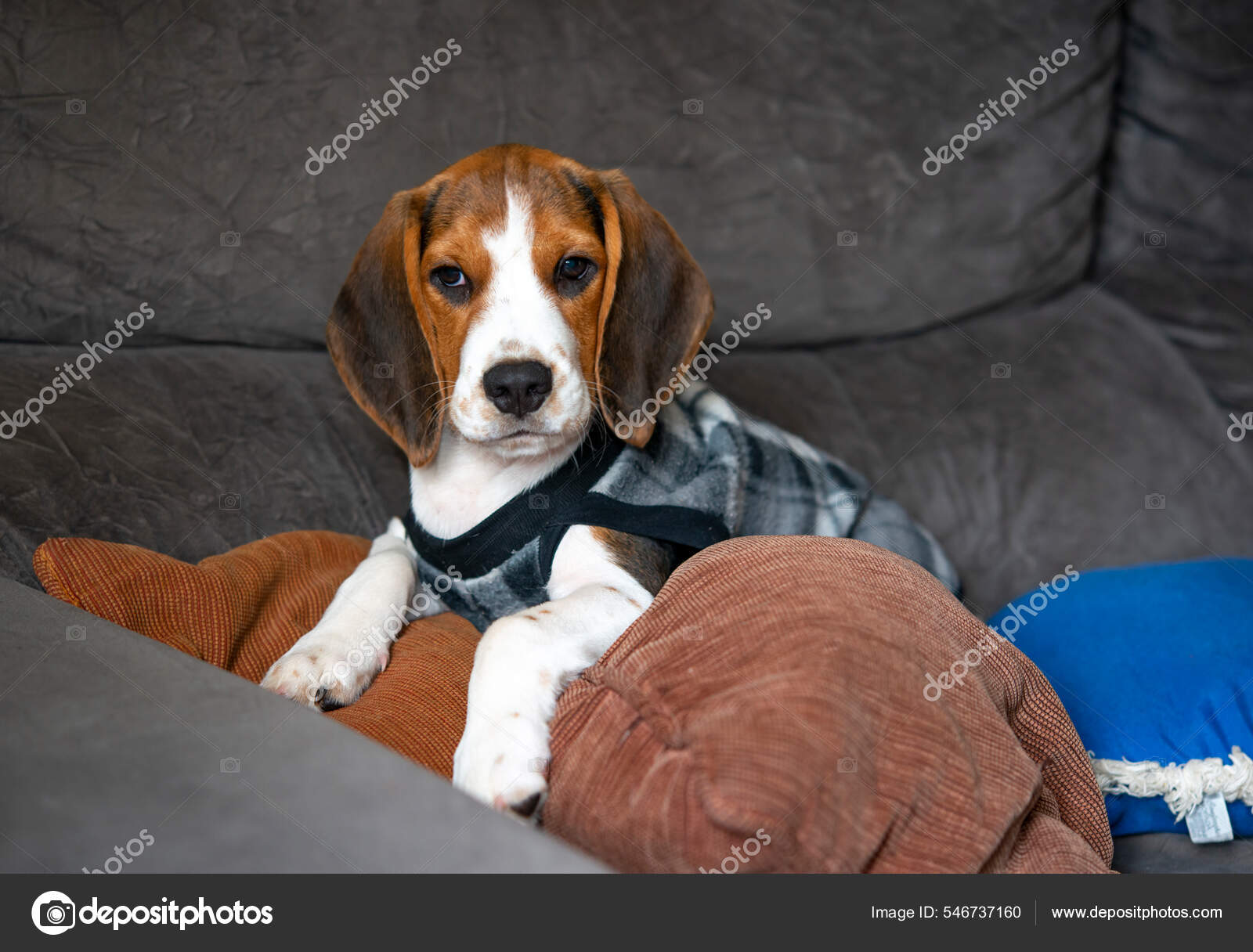 Are Beagle Puppies Lazy