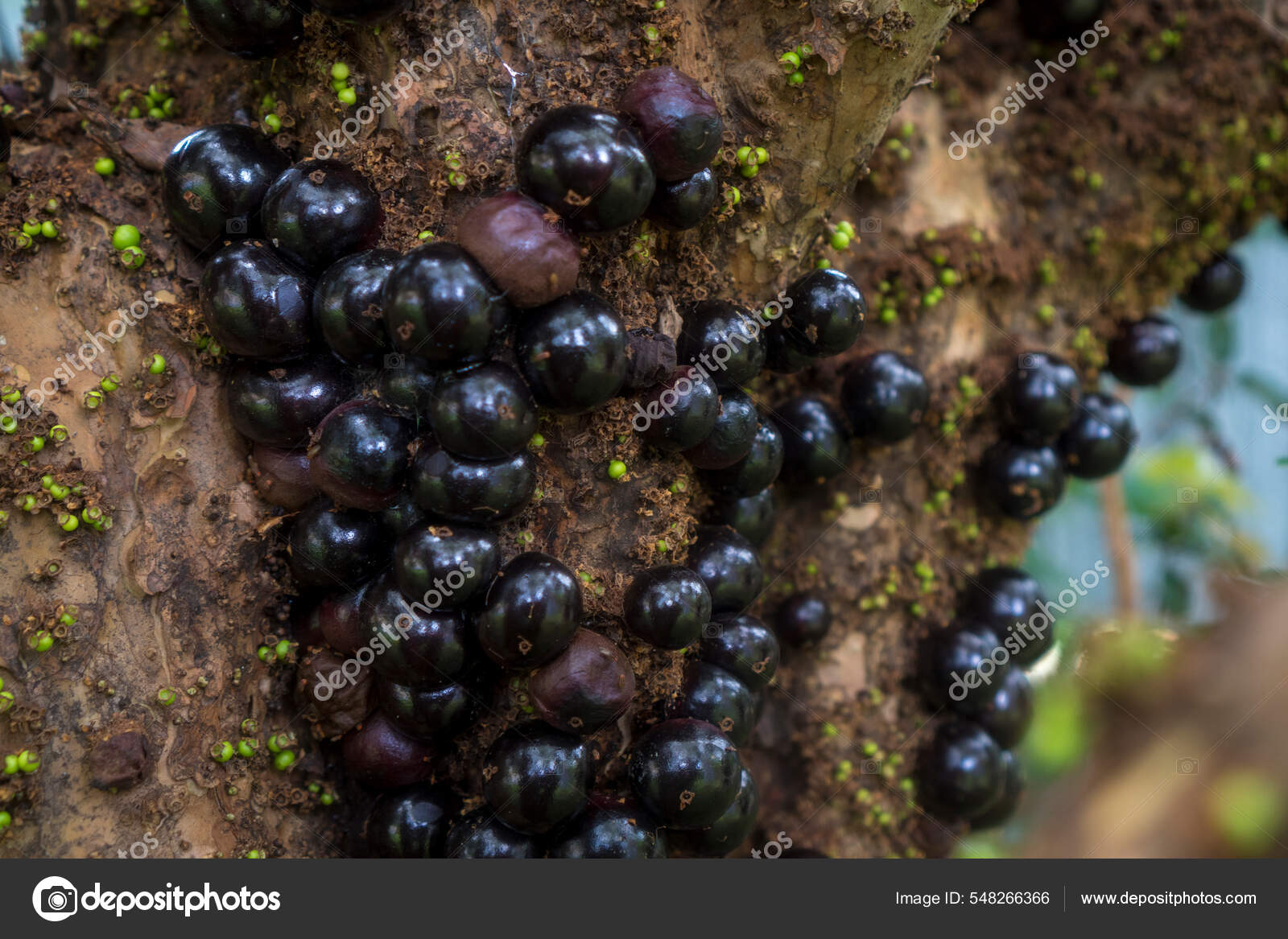 Brazilian Grape Tree Jabuticaba Stock Photo by ©henrique_ferrera 548266366