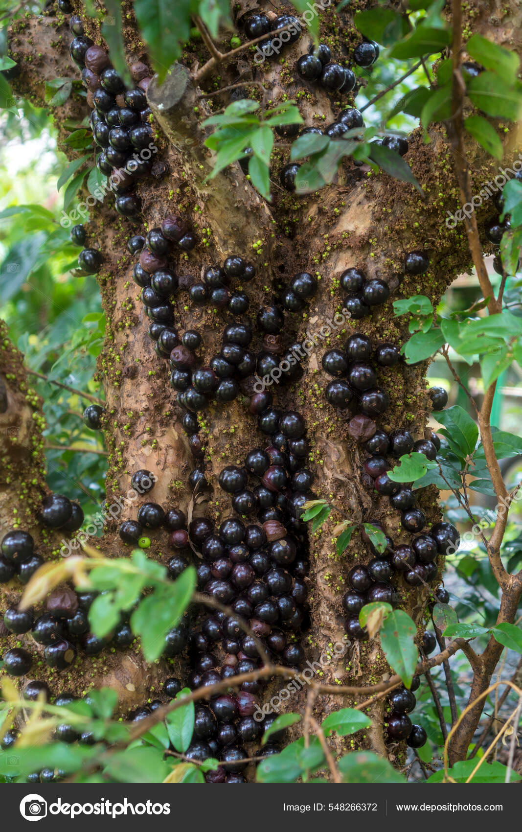 Brazilian Grape Tree Jabuticaba Stock Photo by ©henrique_ferrera 548266372