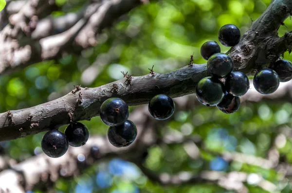 Jabuticaba trees Stock Photos, Royalty Free Jabuticaba trees Images ...