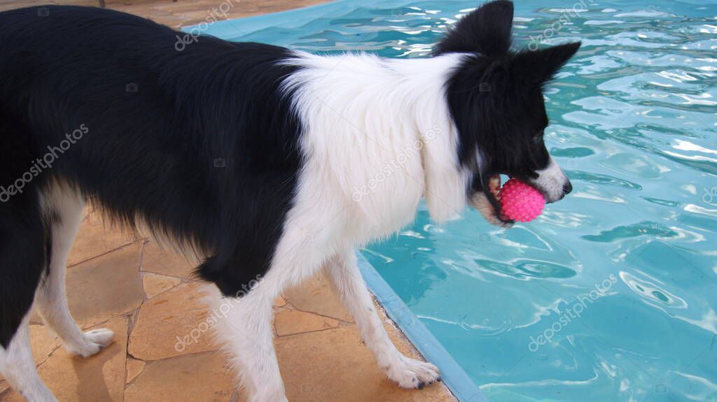 Border Collie cría mascota con una bola de plástico rosa en la boca en ...
