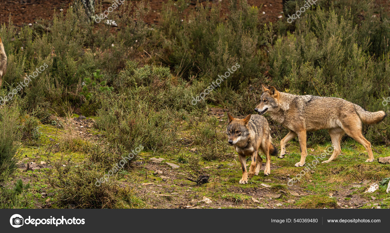 Two Iberian Wolves Part Bigger Wolfpack Walking Forest Alpha Male ...
