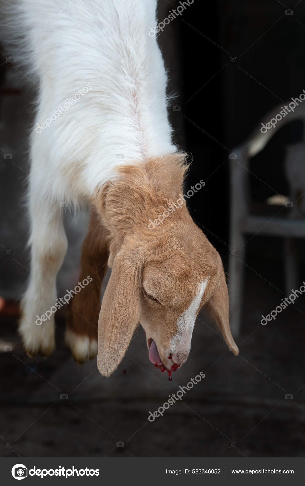 Young Goat Slaughtered Traditionally Slaughtered You Can See ...