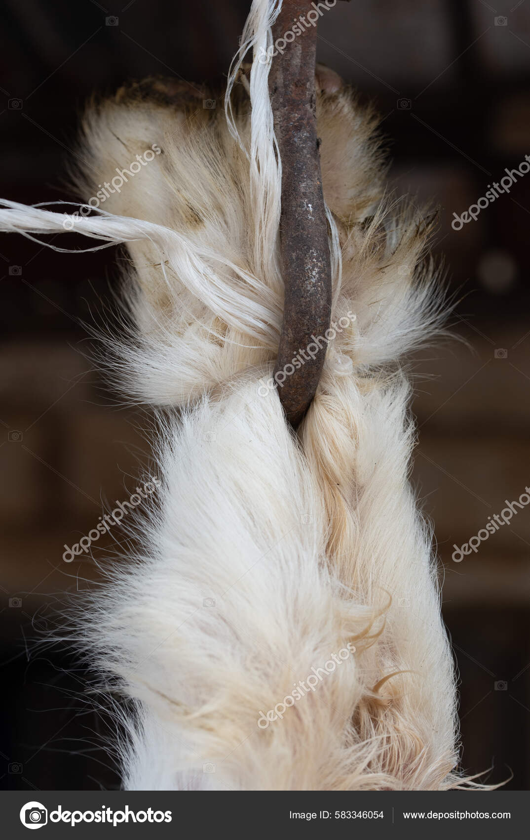 Young Goat Slaughtered Traditionally Slaughtered You Can See Goat's ...