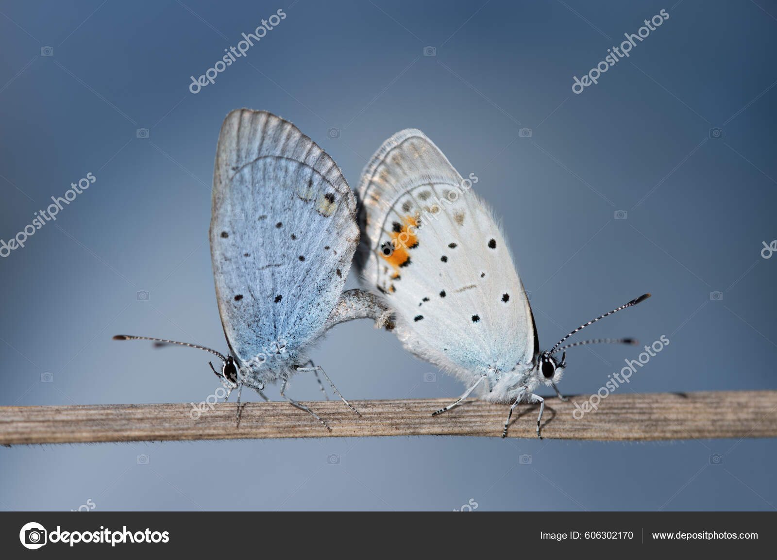 Close Two Little Blue Cubs Cupido Making Love Each Other — Stock Photo ...