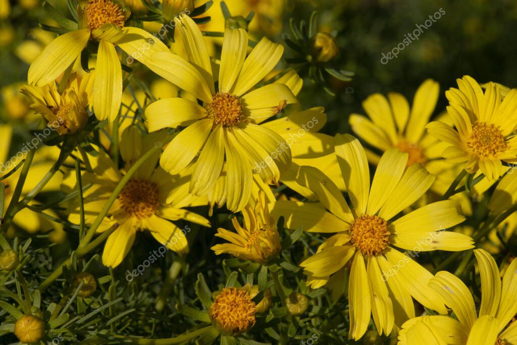 Terminal de floración amarilla indeterminada racemosa irradia ...