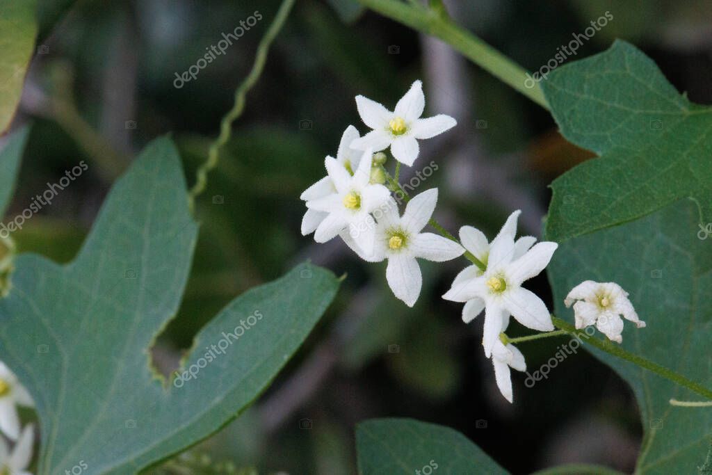 Inflorescencia de la panícula racemosa indeterminada terminal de ...