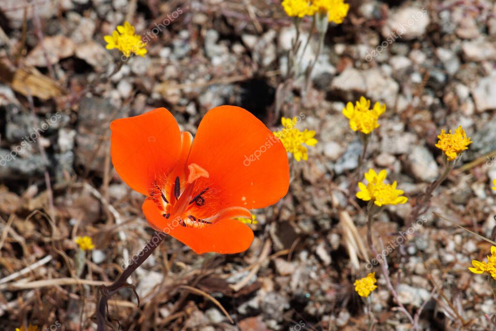 Orange flowering terminal determinate solitary cymose umbel ...