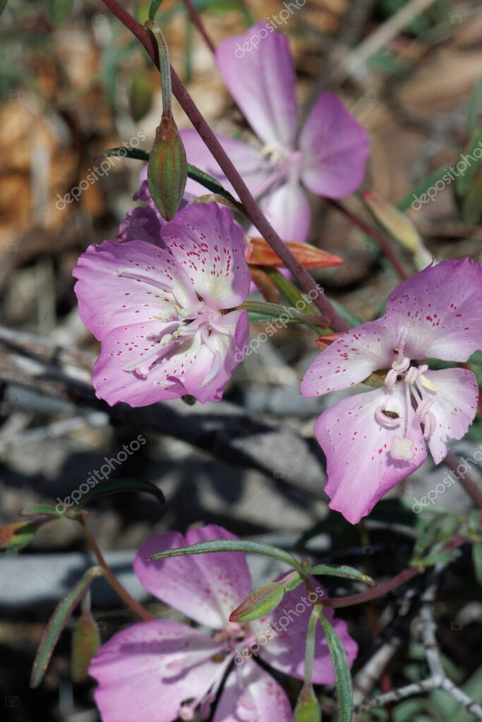 Inflorescencias del racimo indeterminado axilar de floración rosada de ...