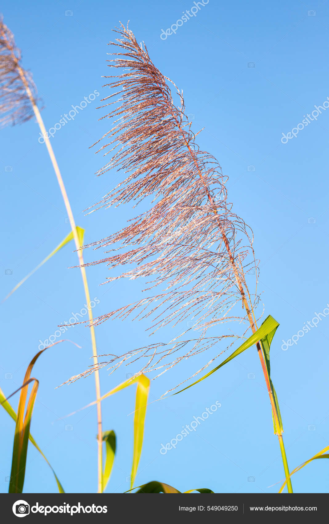 Flowers Sugar Cane Trees Green Leaves Reunion Island Stock Photo by ...