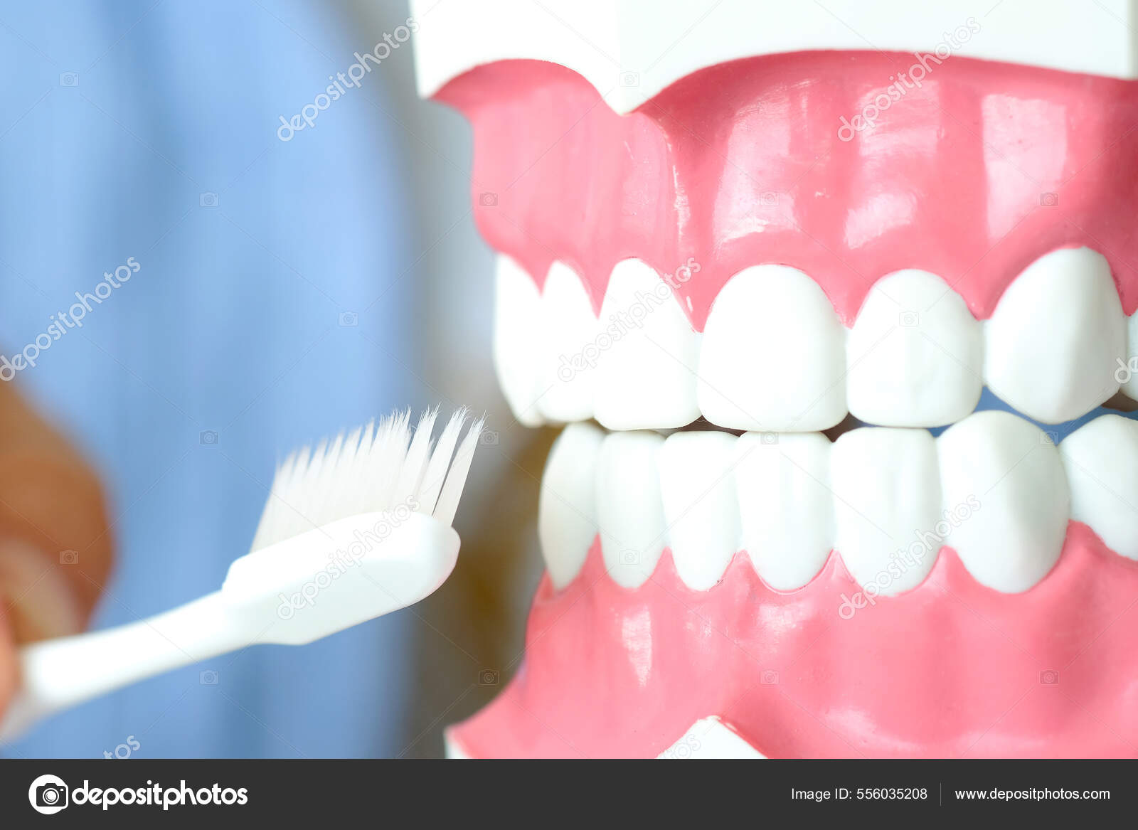 Hands Dentist Demonstrating How Brush Your Teeth Properly Clean Teeth ...