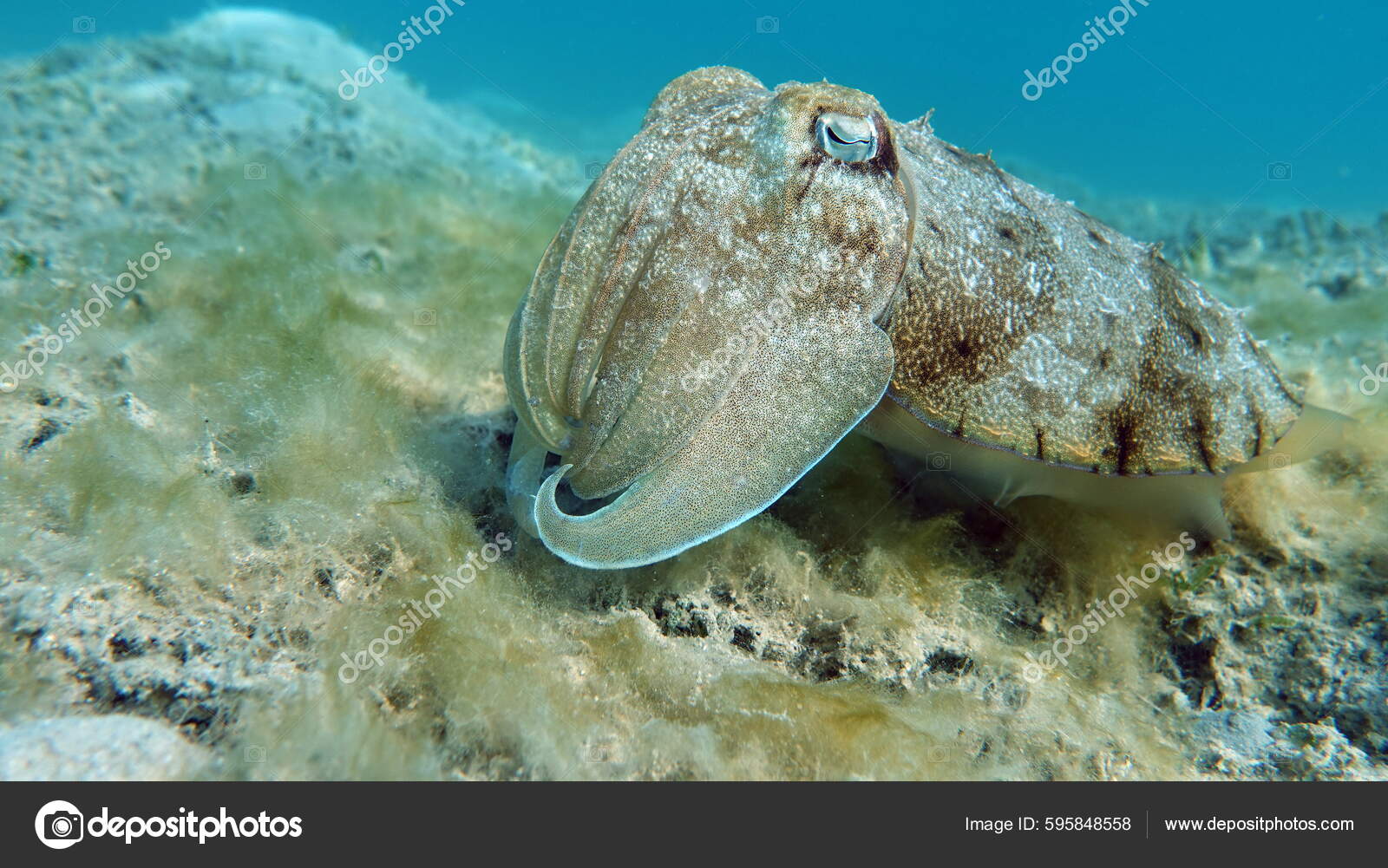 Cuttlefish Mouth