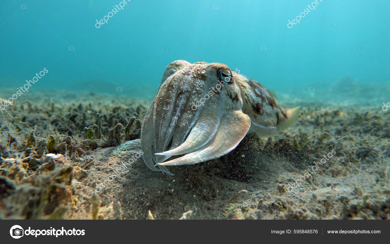 Mollusks Underwater