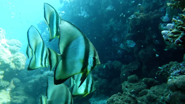 Beautiful Fish Reefs Red Sea — Stock Photo © vitaliy6447 #606514946