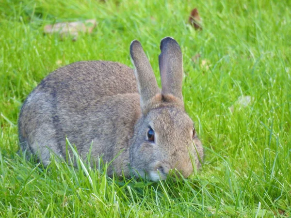 Tete de lièvre Stock Photos, Royalty Free Tete de lièvre Images ...