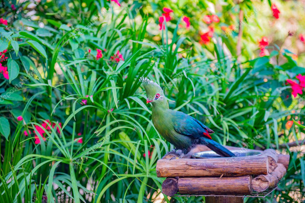 Turaco habita principalmente coronas de árboles en áreas boscosas 2023