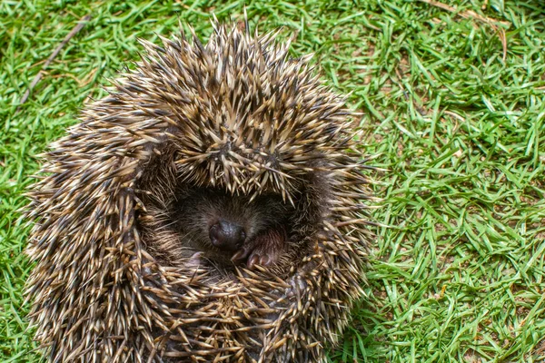 one big hedgehog curled up on the grass. High quality photo - Stock Image - Everypixel