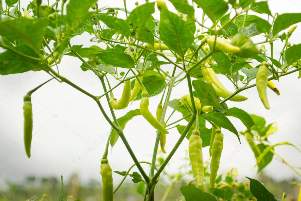 Árbol de chile de hoja verde con muchos chiles jóvenes con piel verde ...