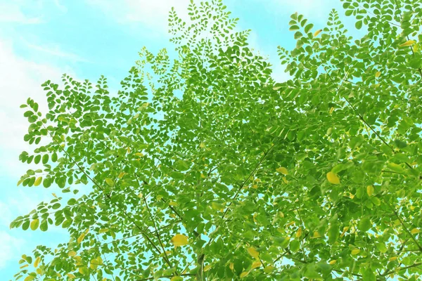Moringa background Stock Photos, Royalty Free Moringa background Images ...