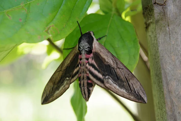 Asian hawkmoth Stock Photos, Royalty Free Asian hawkmoth Images ...
