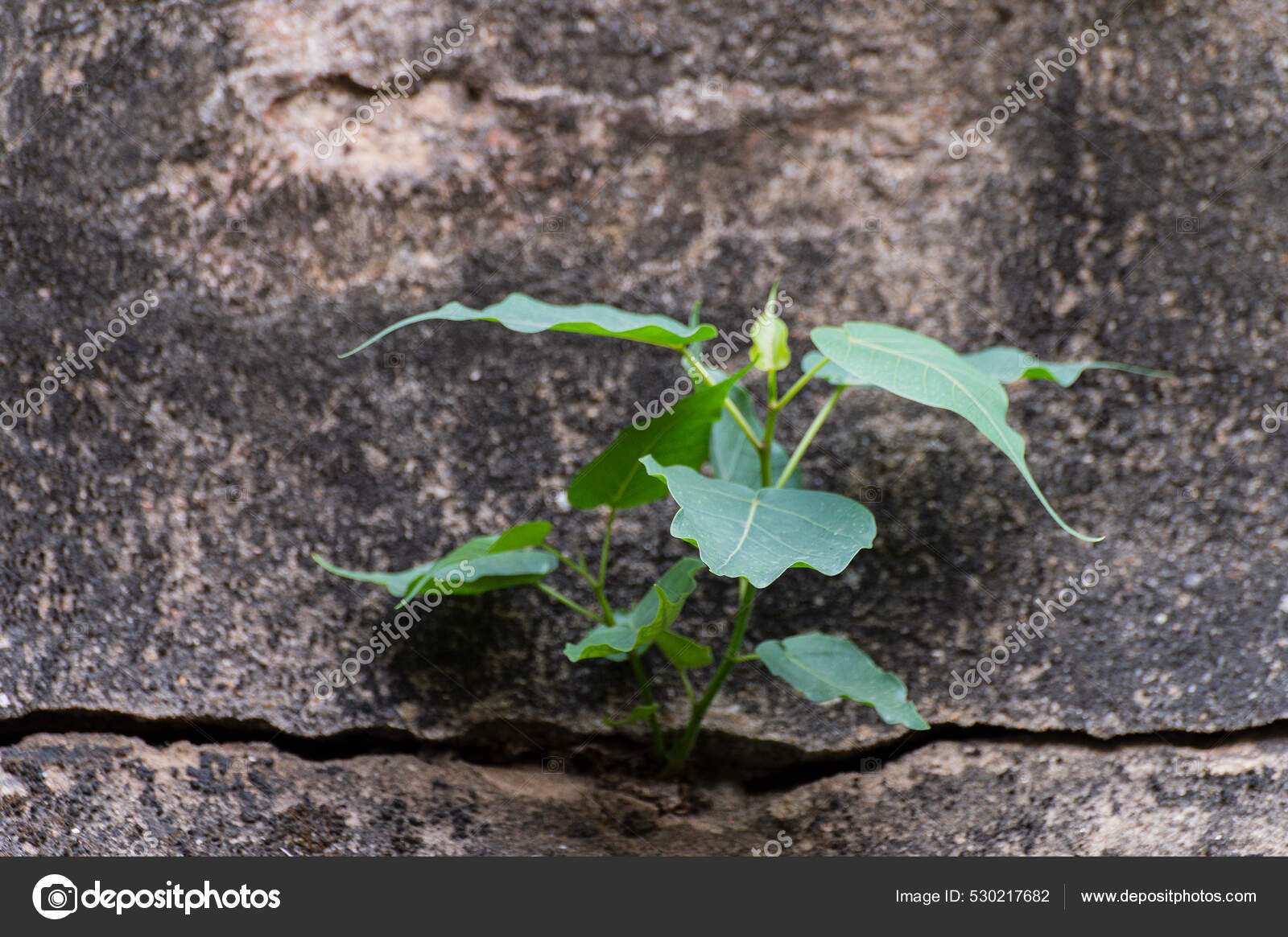 Ficus Religiosa Sacred Fig Tree Growing Old Wall Also Known Stock Photo ...