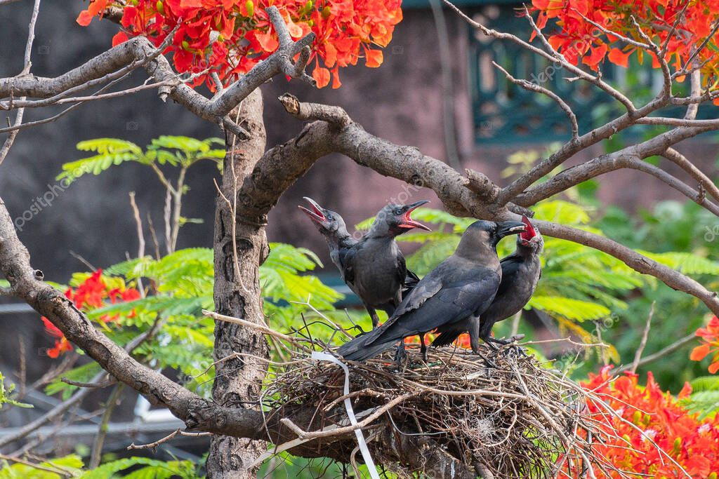 Casa Madre cuervo (Corvus splendens) pájaro alimentando al bebé y aves ...