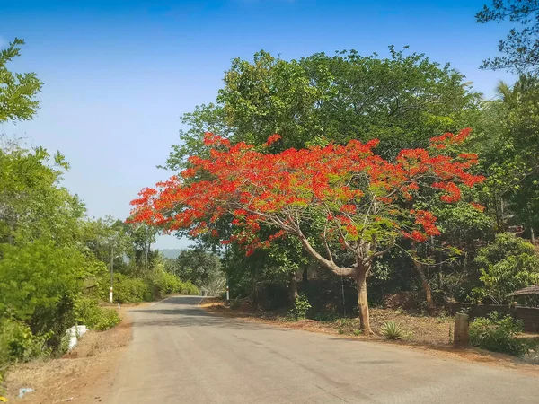 Beautiful view of Gulmohar tree, Delonix regia, royal poinciana ...