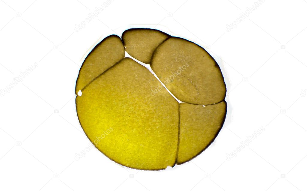 Frog development. Cleavage in frog egg, light micrograph The division ...