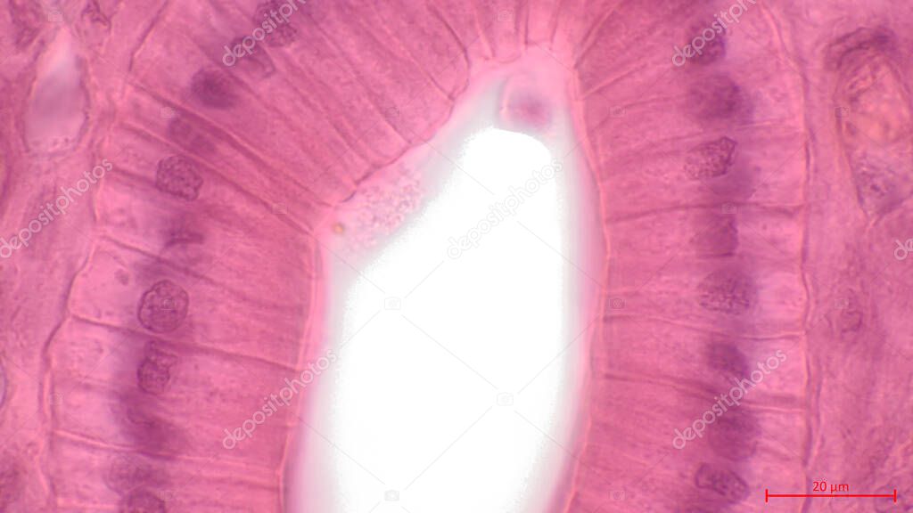 Epitelio columnar simple. Micrografía ligera de una médula renal que ...