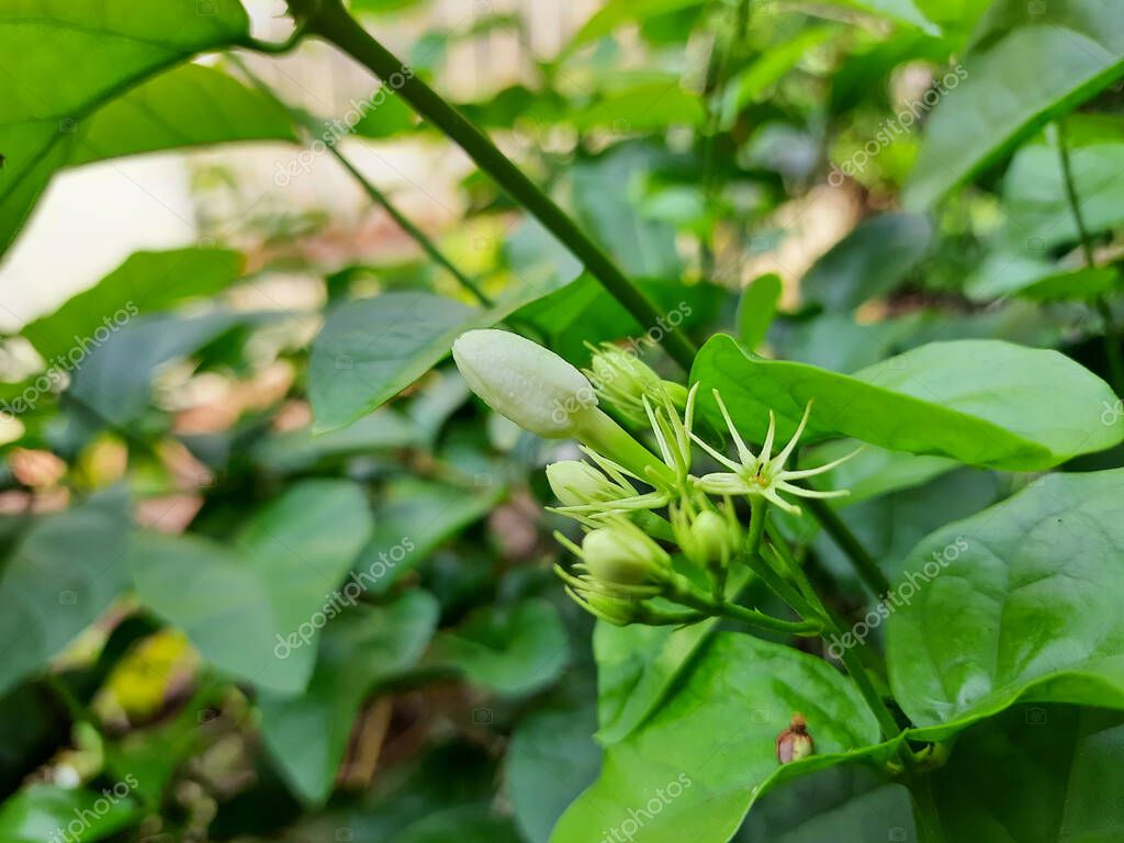 Flor de jazmín sambac o jazmín árabe o jazmín de Sambac o doncella de ...