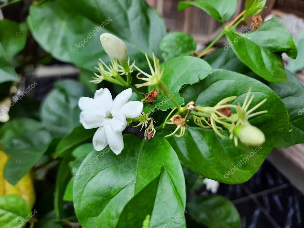 Flor de jazmín sambac o jazmín árabe o jazmín de Sambac o doncella de ...
