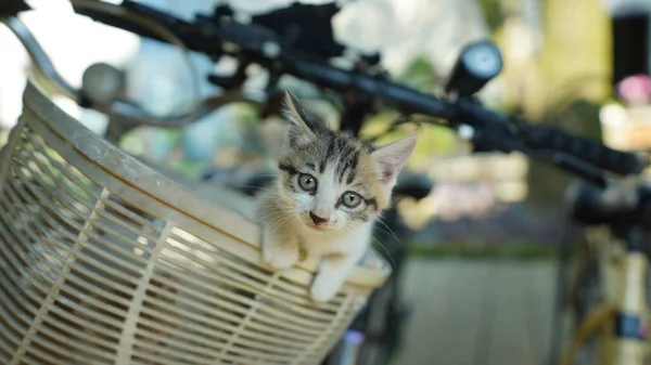 Kot na rowerze fotos de stock, imágenes de Kot na rowerze sin royalties ...