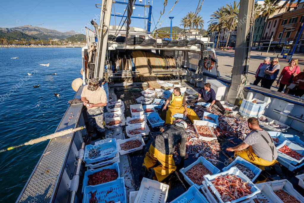marineros que seleccionan el pescado, pesca de arrastre o pesca de bou ...