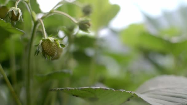 29,055 Crescere maturi Videos, Royalty-free Stock Crescere maturi Footage | Depositphotos