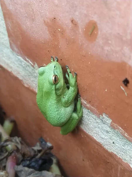 Frog watch Stock Photos, Royalty Free Frog watch Images | Depositphotos