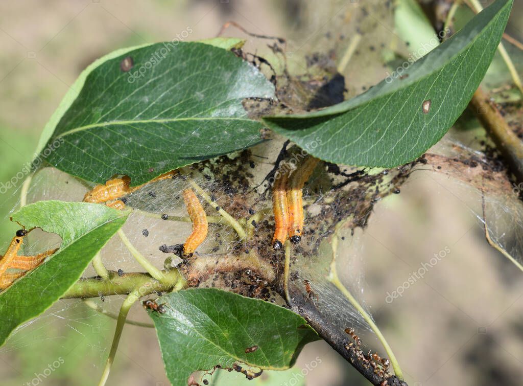 Primer plano de una plaga Polillas Orugas, forman telas comunales ...