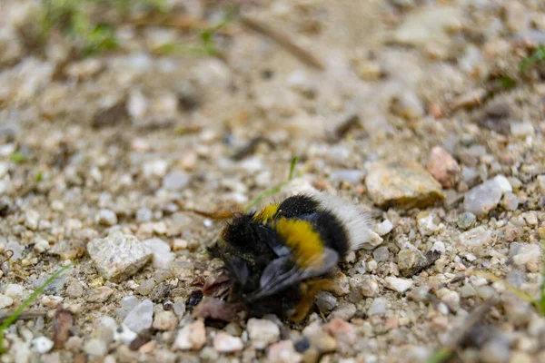 Dead bumblebee Stock Photos, Royalty Free Dead bumblebee Images ...