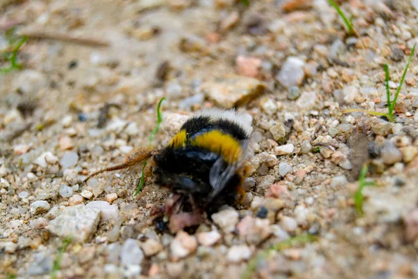 Dead bumblebee bee Stock Photos, Royalty Free Dead bumblebee bee Images ...