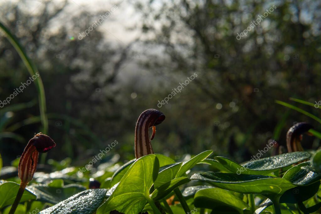 Primer plano de las plantas mediterr neas de viento llamadas candil ...